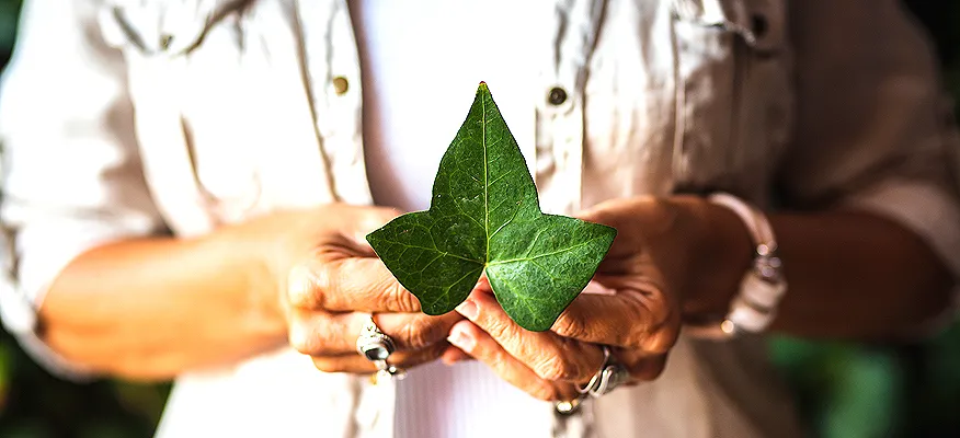 Ivy Leaf Extract for Cough Relief: Benefits and Usage Guide