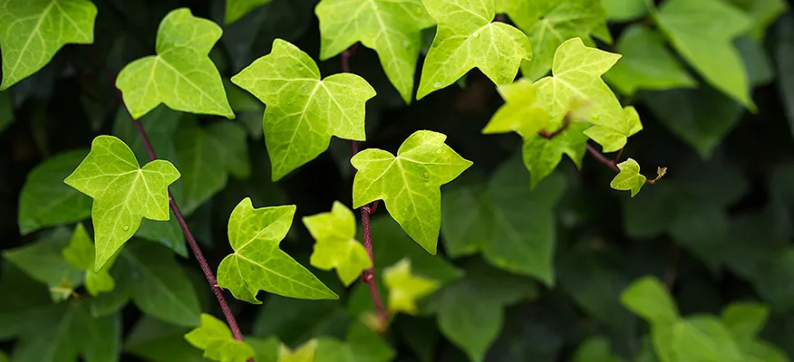 Ivy Leaf: Health Benefits, Uses, Natural Remedies - MegaWeCare