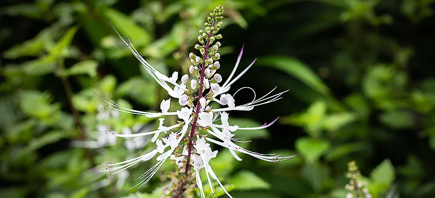 Misai Kucing (Java Tea): Top 16 Health Benefits of This Herb