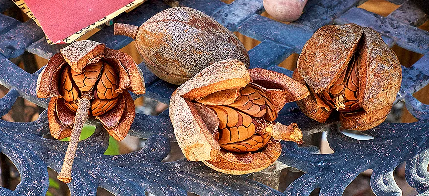 Top Sky Fruit Benefits for Diabetes, Immunity, Heart and More